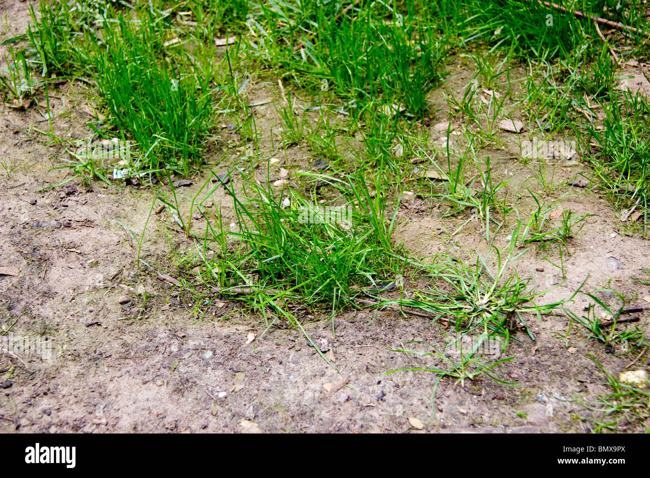 Worn patch lawn hi-res stock photography and images - Alamy