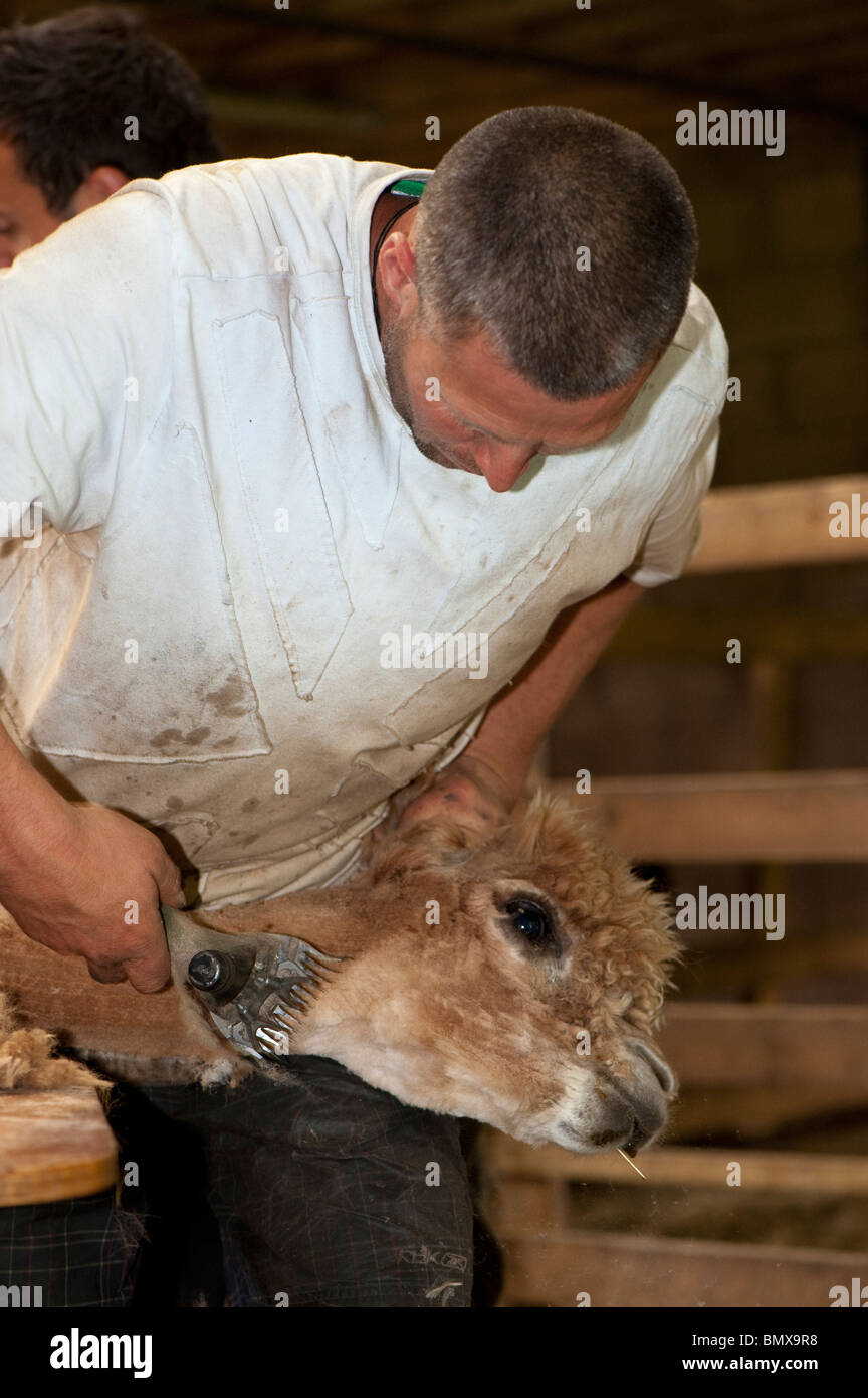 Alpaca's being clipped in early Summer Stock Photo - Alamy