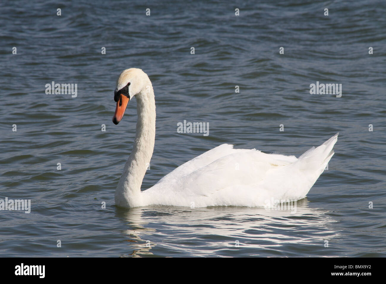Swan neck arm hi-res stock photography and images - Alamy