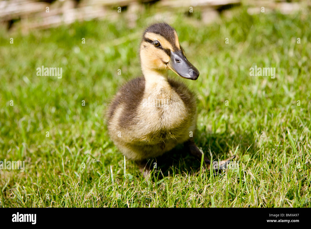 2 week old duckling Stock Photo - Alamy