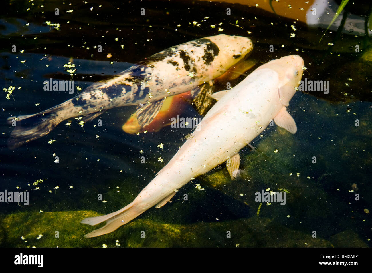Koi carp fish in a garden pond Stock Photo - Alamy