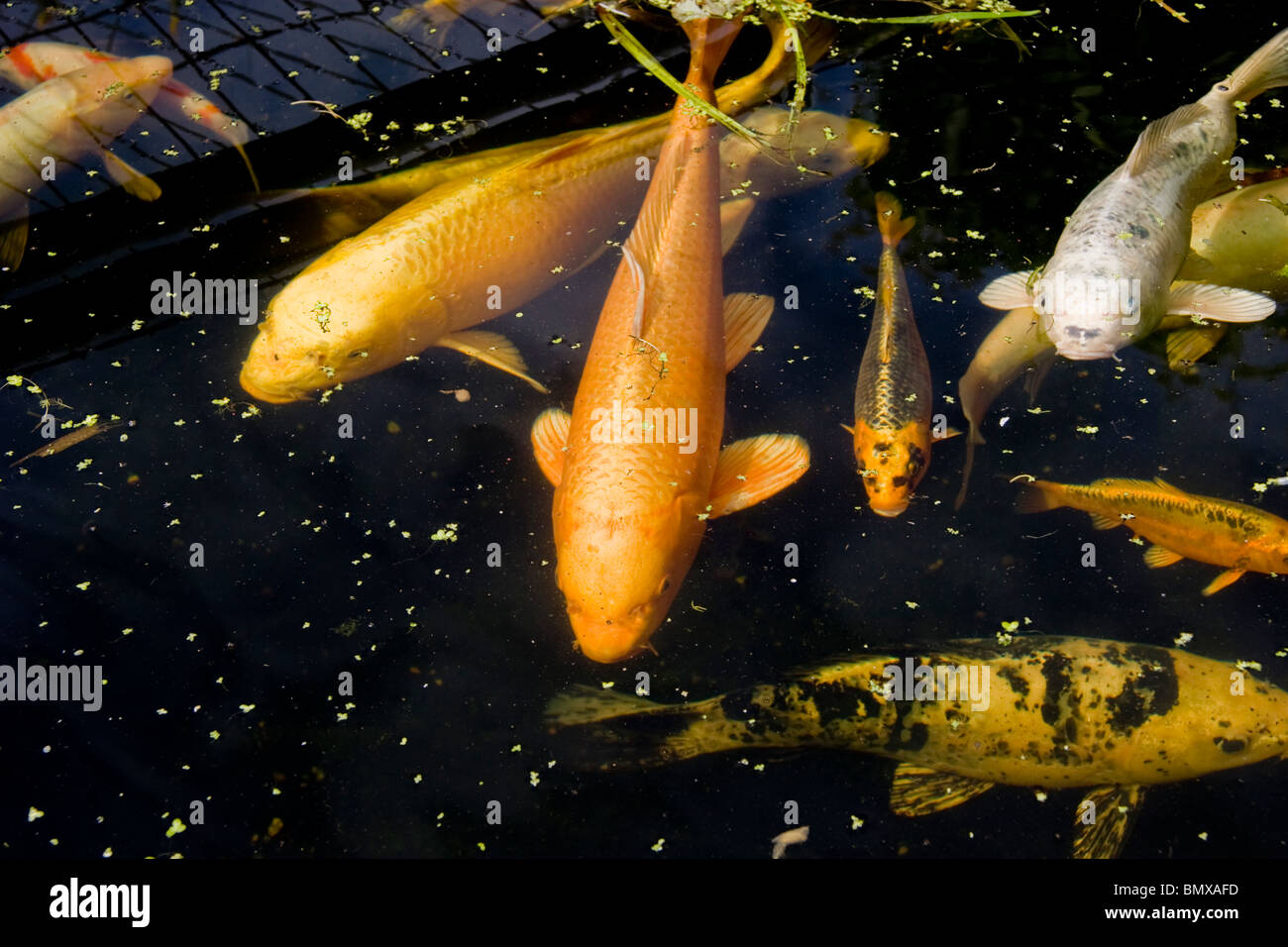 Koi carp fish in a garden pond Stock Photo - Alamy