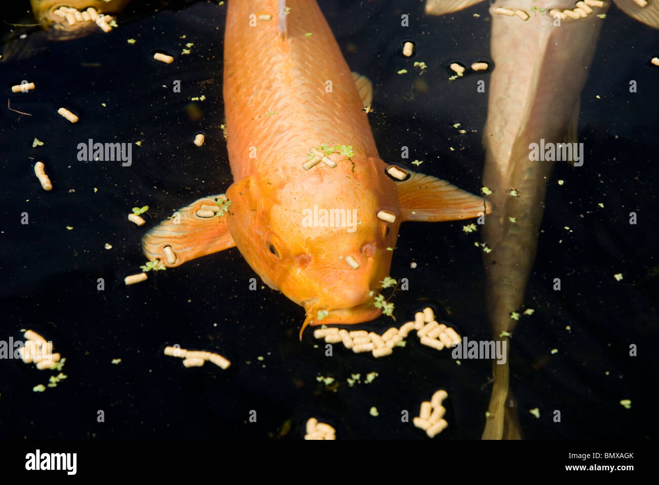 Koi carp fish in a garden pond Stock Photo - Alamy