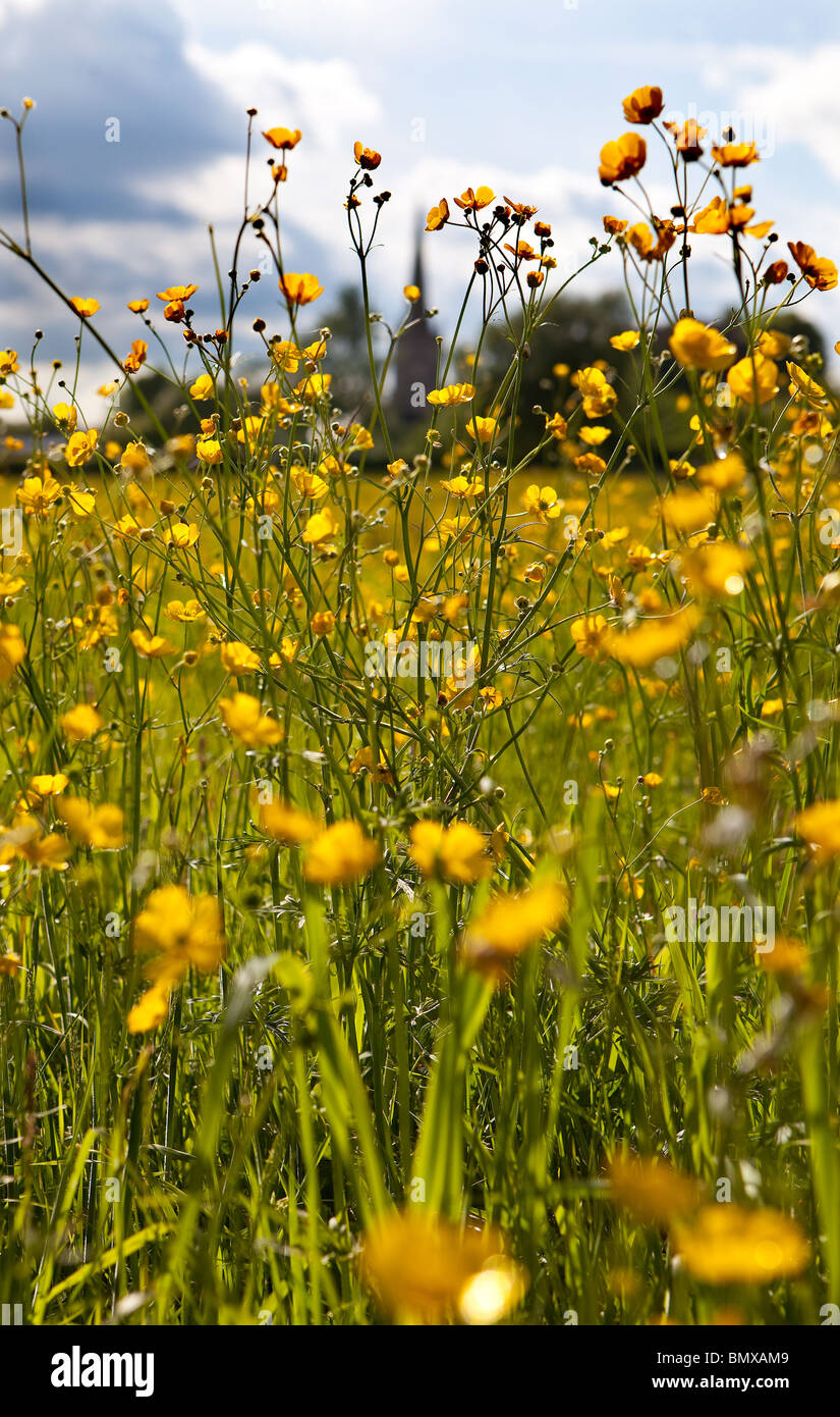 Buttercups flowers hi-res stock photography and images - Alamy