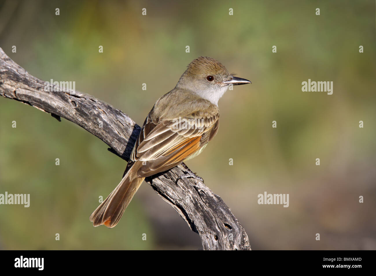 Brown-crested Flycatcher Myiarchus tyrannulus Tucson, Pima County ...