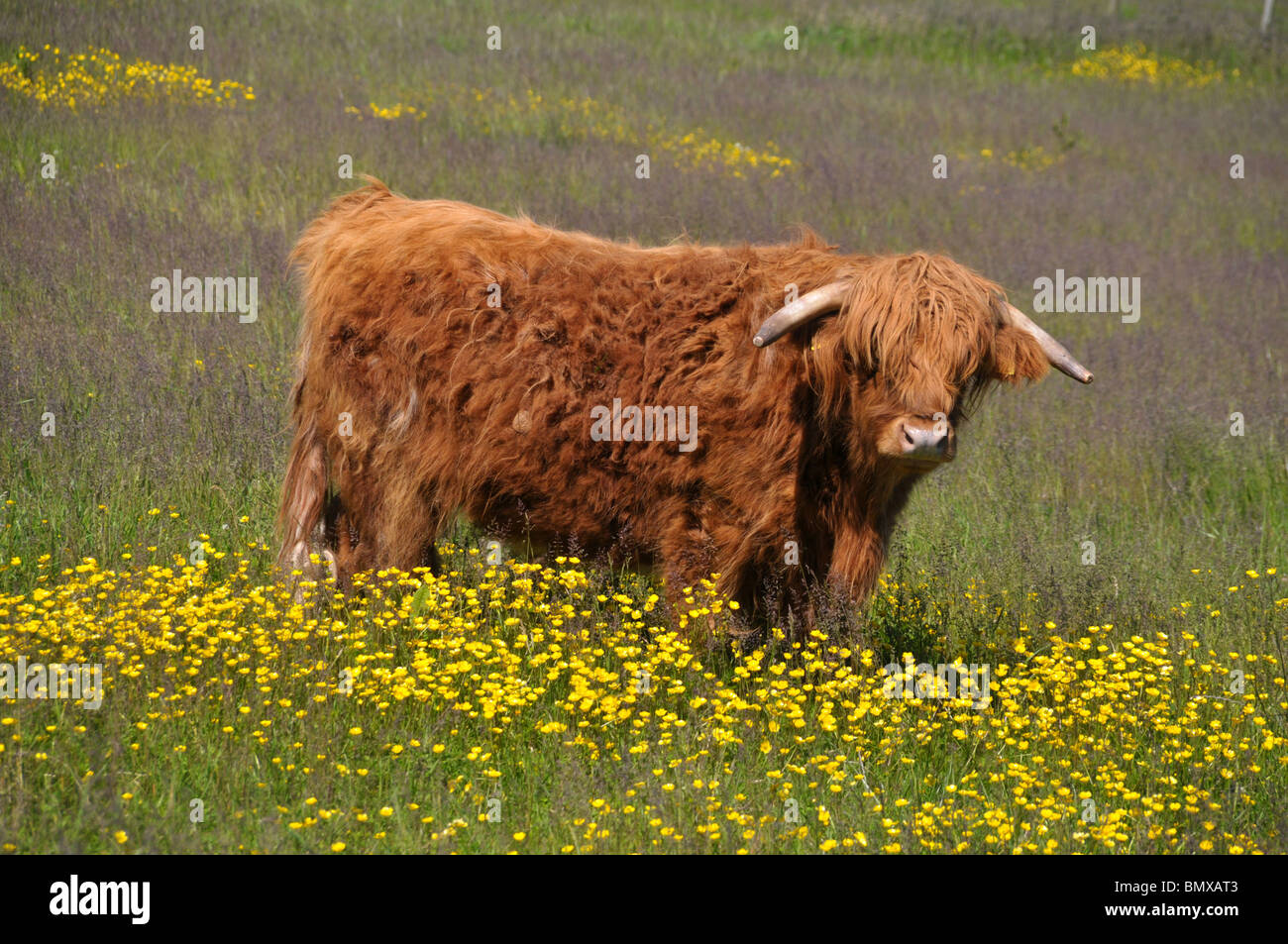 Highland cow with flowers hi-res stock photography and images - Alamy