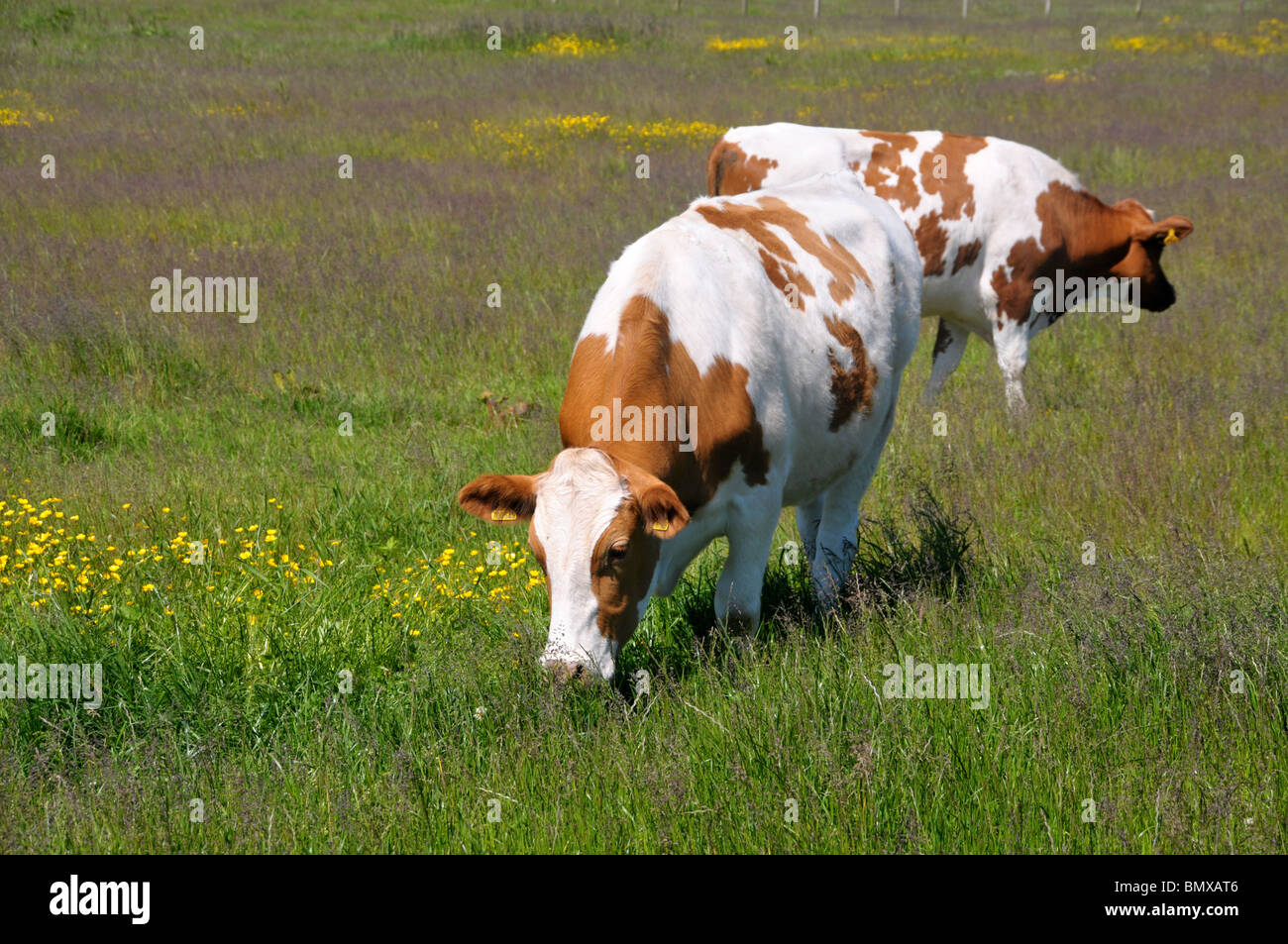 a couple of tan and white cows graze in a field of buttercups Stock ...
