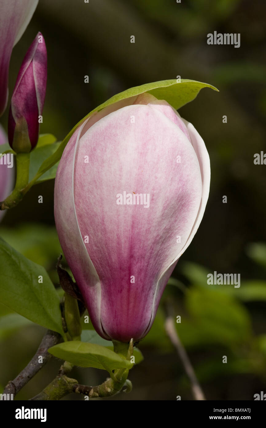 Magnolia soulangeana rustica rubra hi-res stock photography and images ...