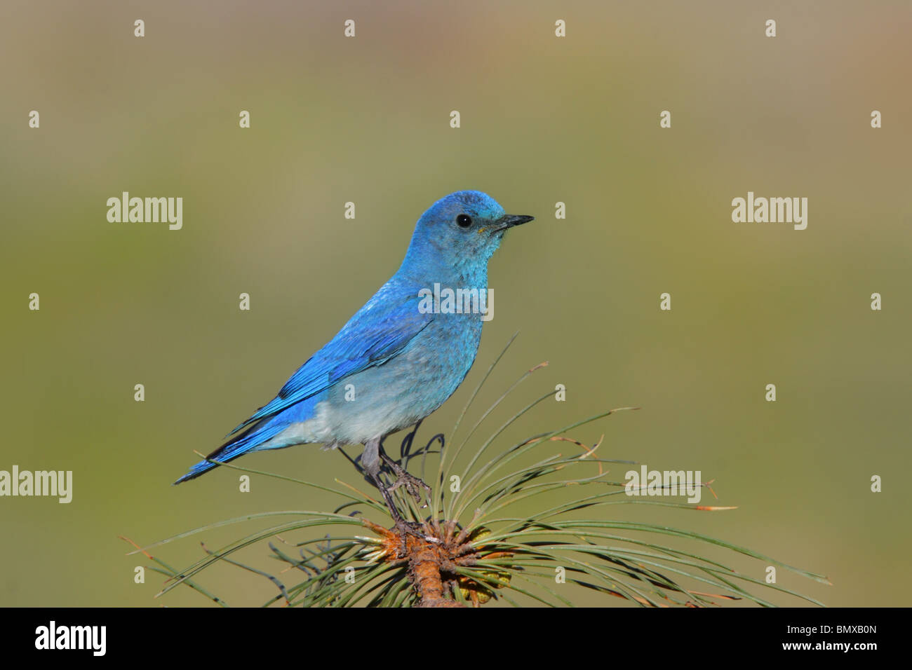 Mountain Bluebird adult male on Ponderosa Pine (Pinus ponderosa Stock ...
