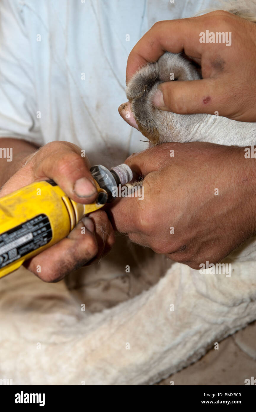 Filed tooth hi-res stock photography and images - Alamy