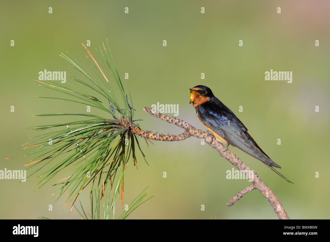 Barn Swallow Adult Male singing Stock Photo - Alamy