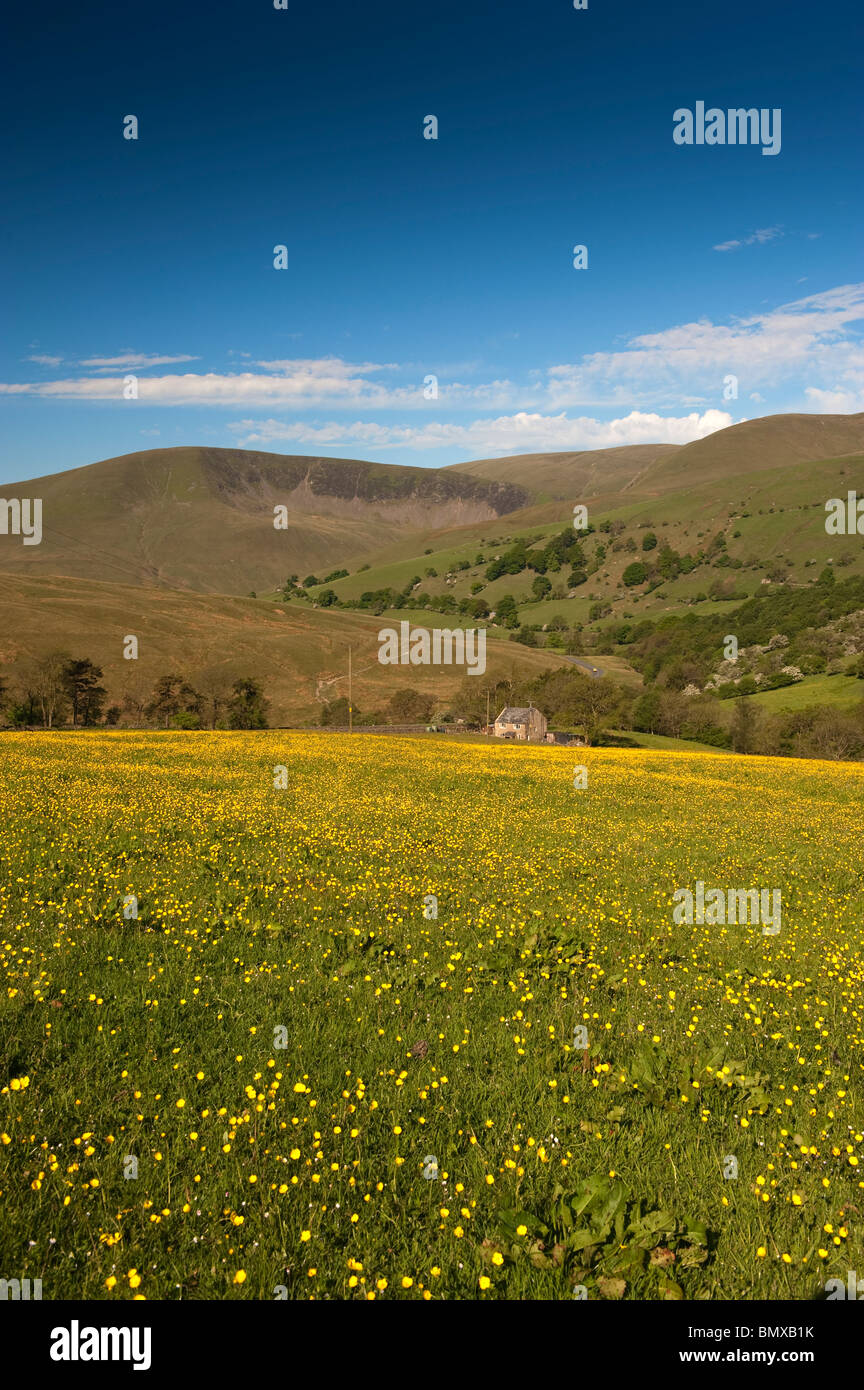 Traditional hay meadow in early summner covered in buttercups, with ...