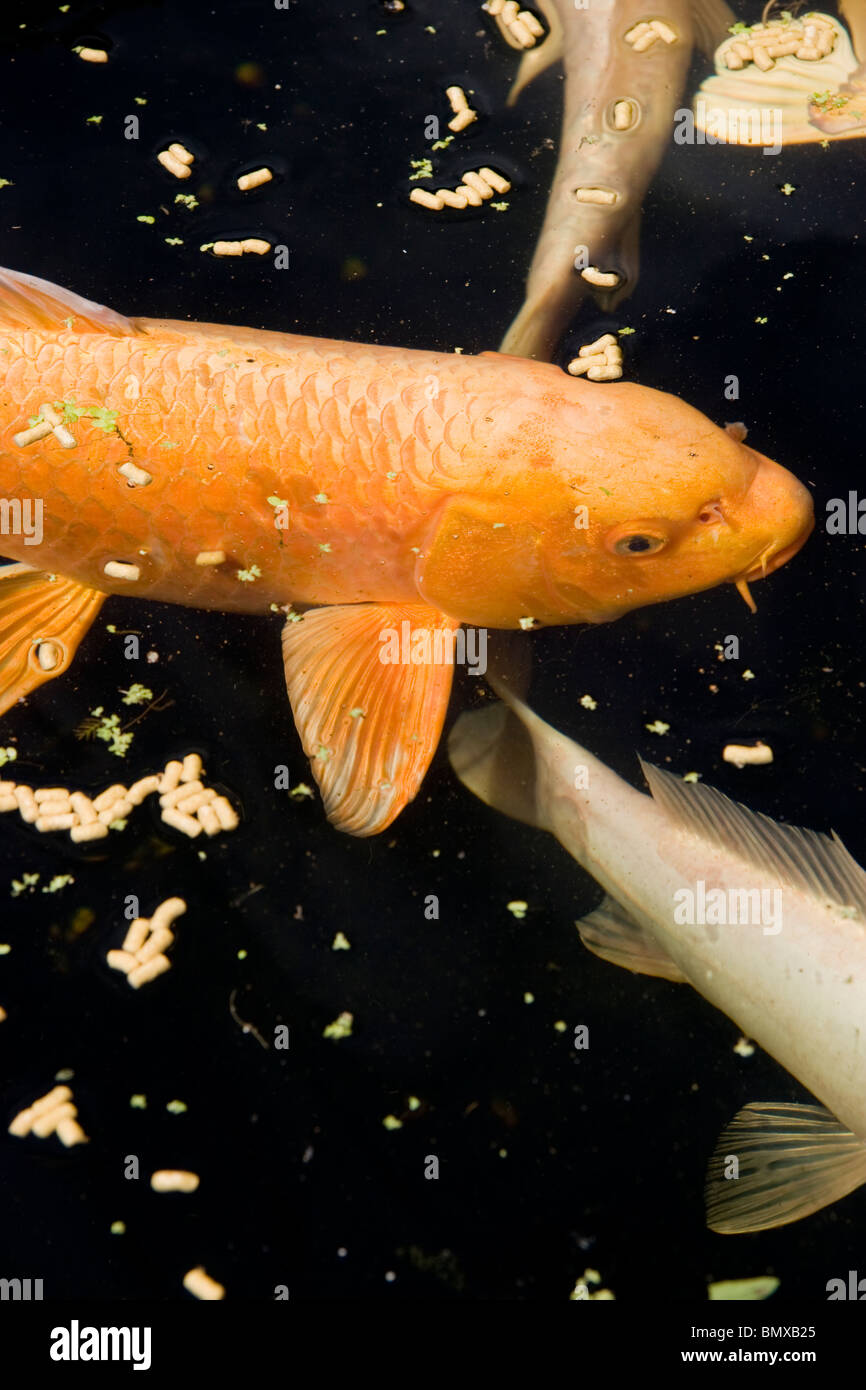 Koi carp fish in a garden pond Stock Photo - Alamy