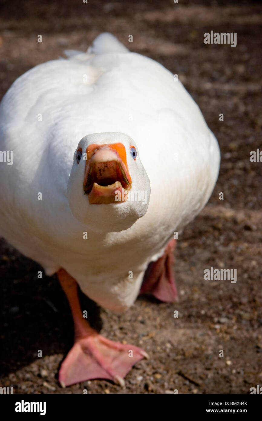 An attacking white goose Stock Photo - Alamy