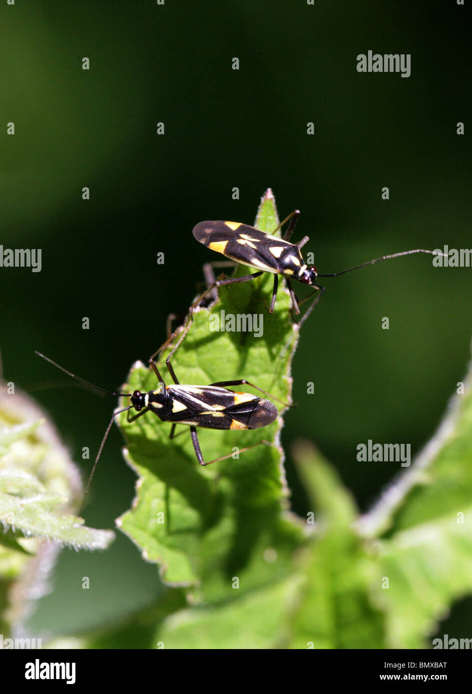 Capsid or Myrid Bug, Grypocoris stysi, Miridae, Heteroptera, Hemiptera ...