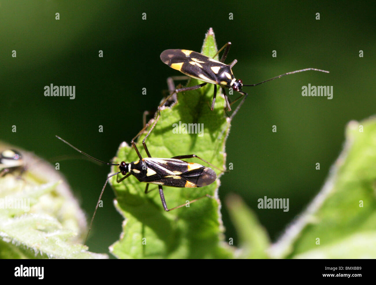 Capsid or Myrid Bug, Grypocoris stysi, Miridae, Heteroptera, Hemiptera ...