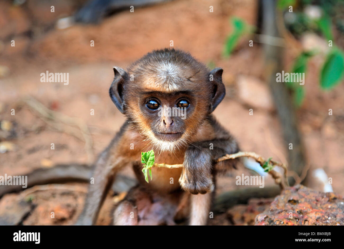 Gray Langur Baby