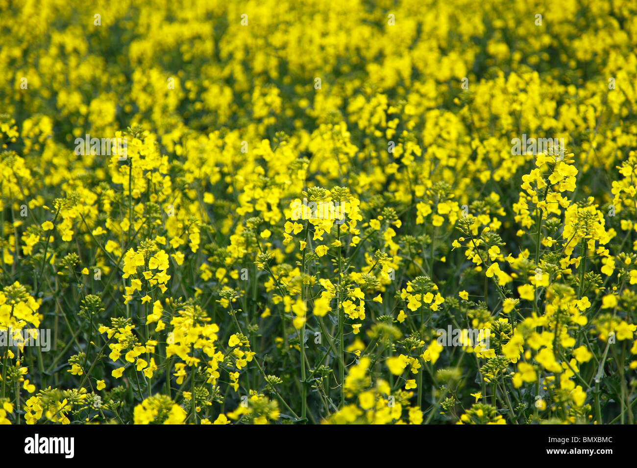 Rapeseed (Brassica napus), also known as rape, oilseed rape, rapa ...