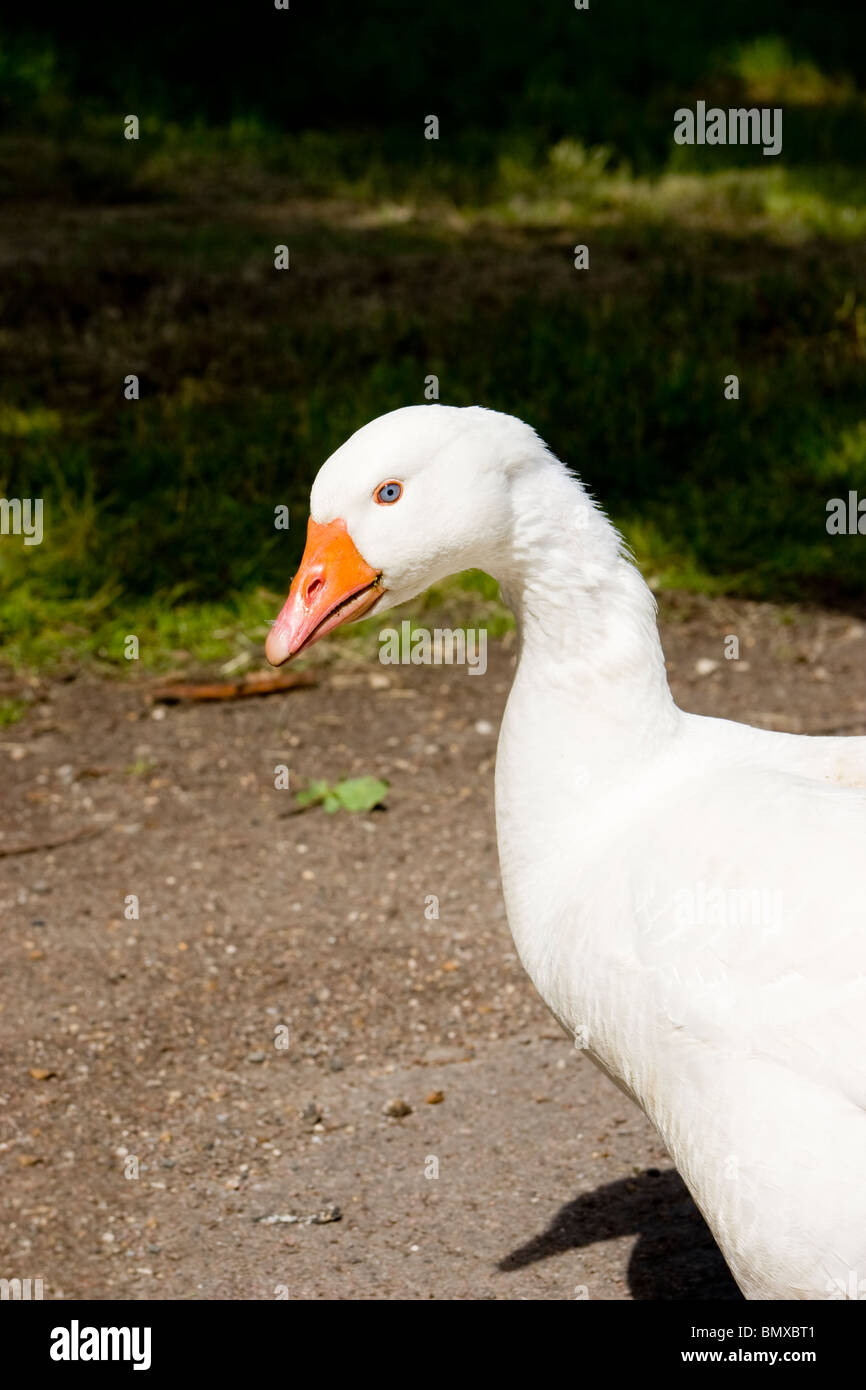 White gander hi-res stock photography and images - Alamy