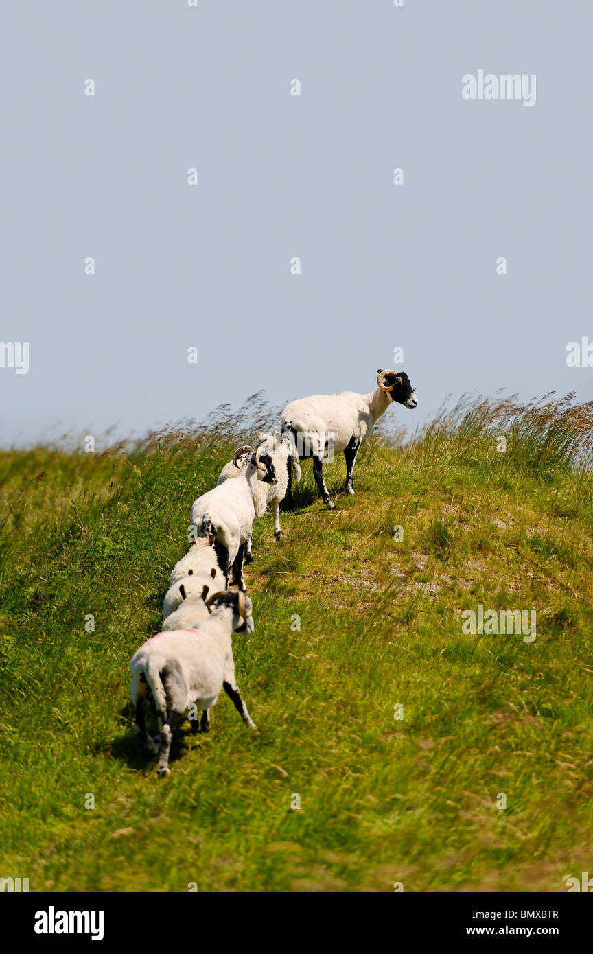Follow my leader hi-res stock photography and images - Alamy