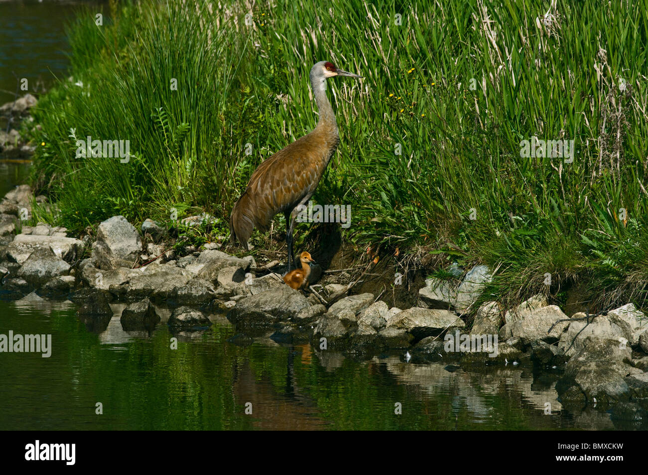 Sandhill crane with colt Stock Photo - Alamy