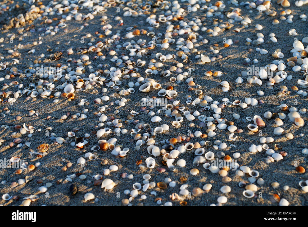 Seashells on the beach in Malaysia Stock Photo - Alamy