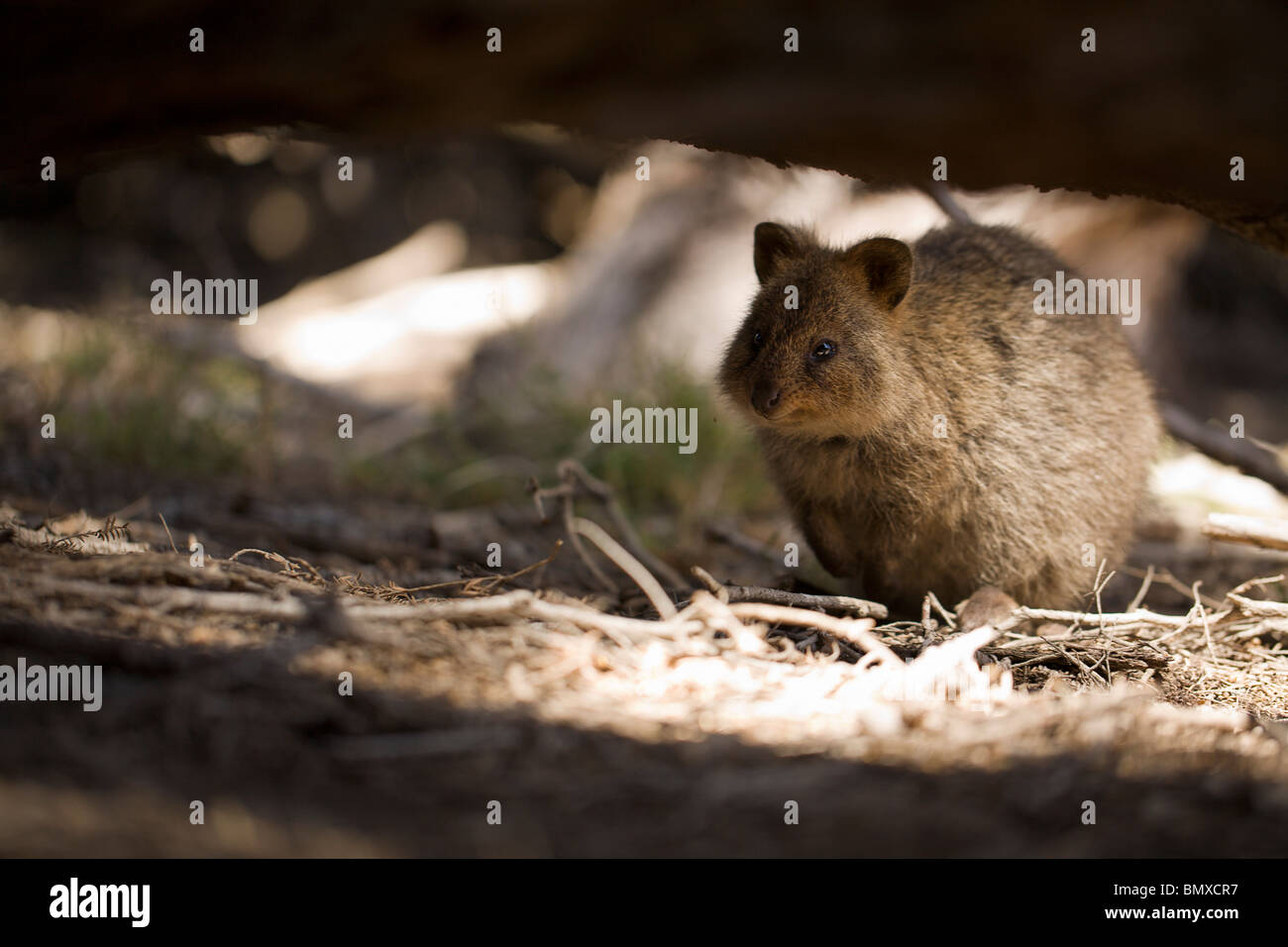 Quokka hi-res stock photography and images - Alamy
