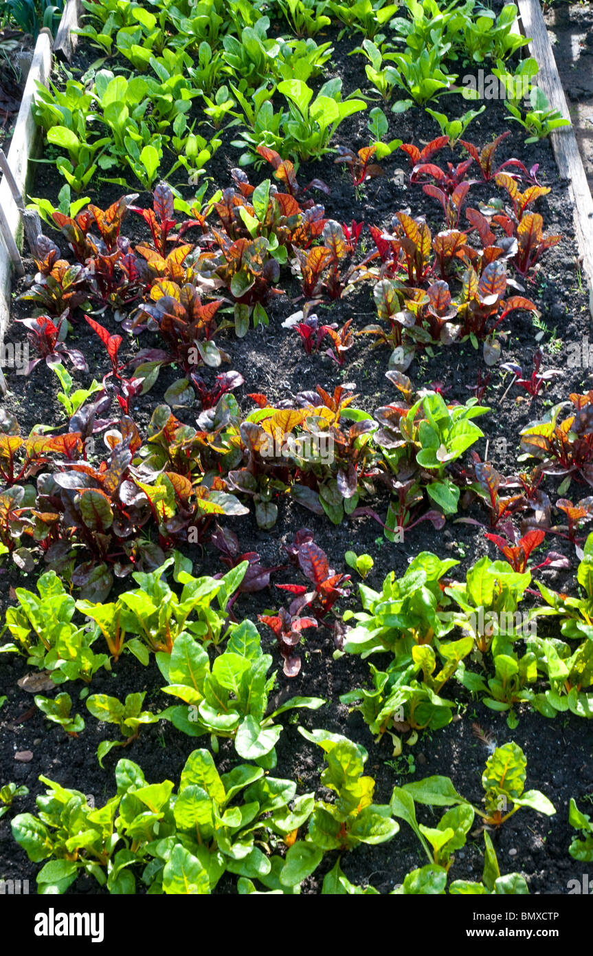 Raised beds garden swiss chard hi-res stock photography and images - Alamy