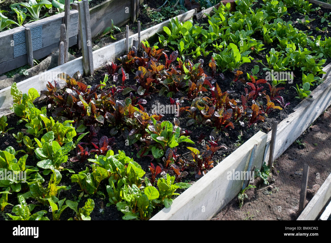 Different varieties of swiss chard also called silver beet in a garden ...