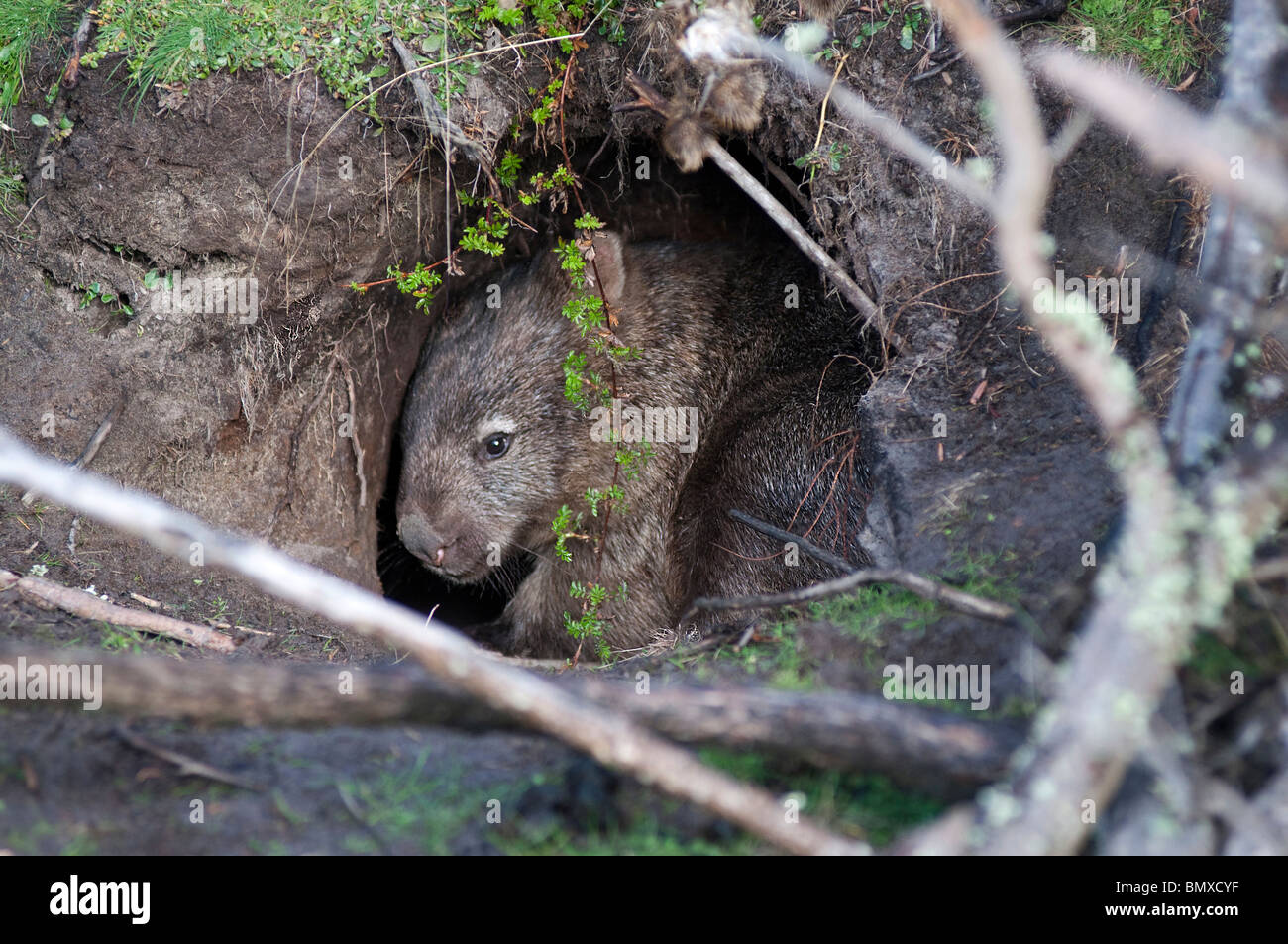 Wombat at burrow hi-res stock photography and images - Alamy