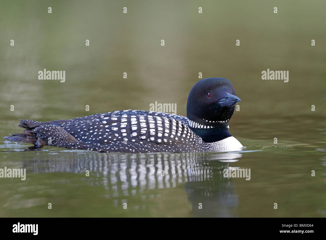 Great loon hi-res stock photography and images - Alamy