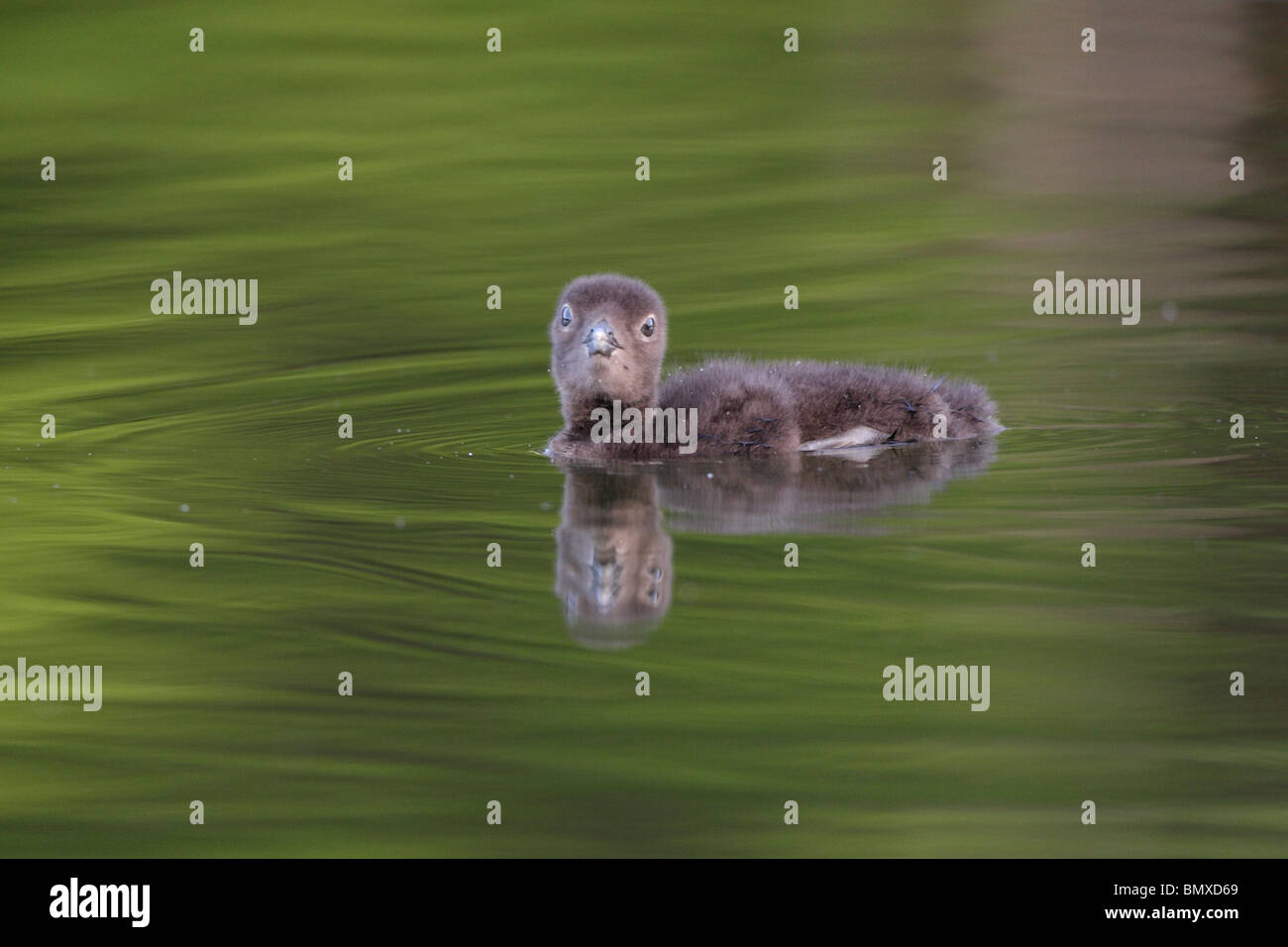 Common Loon chick swimming Stock Photo - Alamy