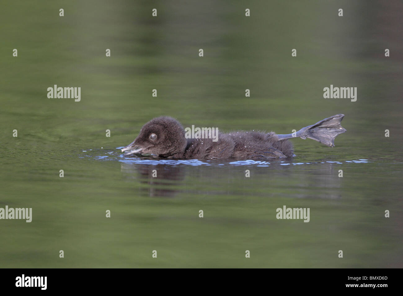 Common Loon chick stretching its foot Stock Photo - Alamy