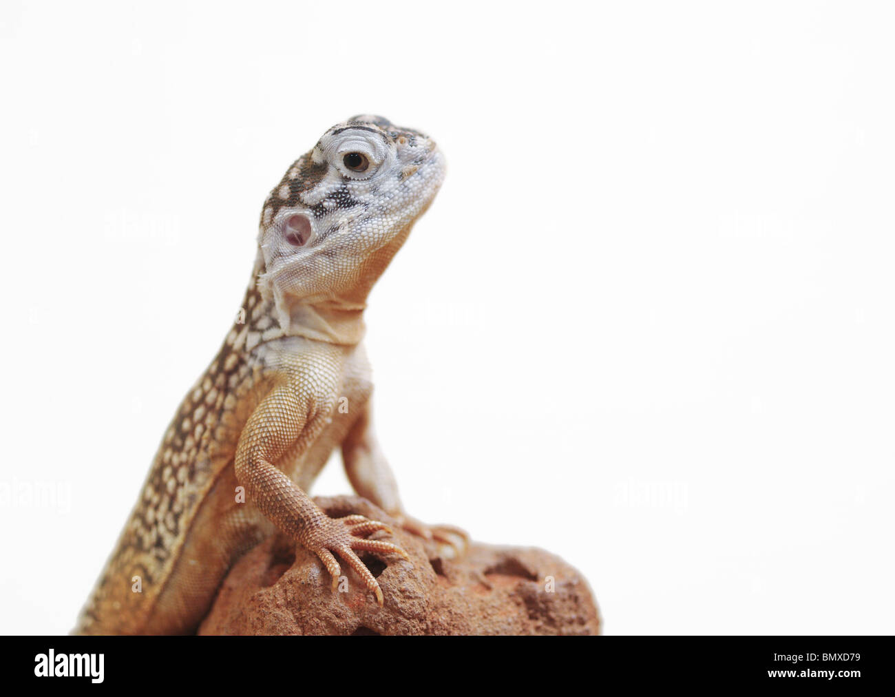 Netted dragon hi-res stock photography and images - Alamy