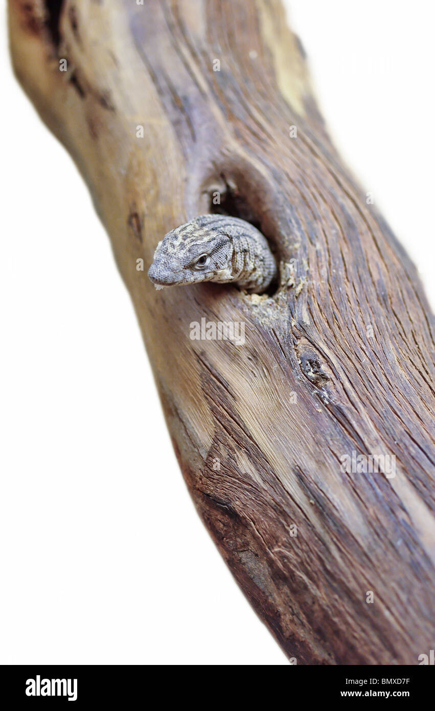 pygmy mulga goanna sticks head out of log Stock Photo - Alamy