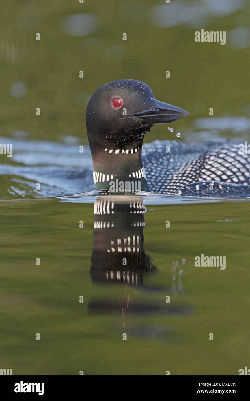 Common Loon head shot Stock Photo - Alamy