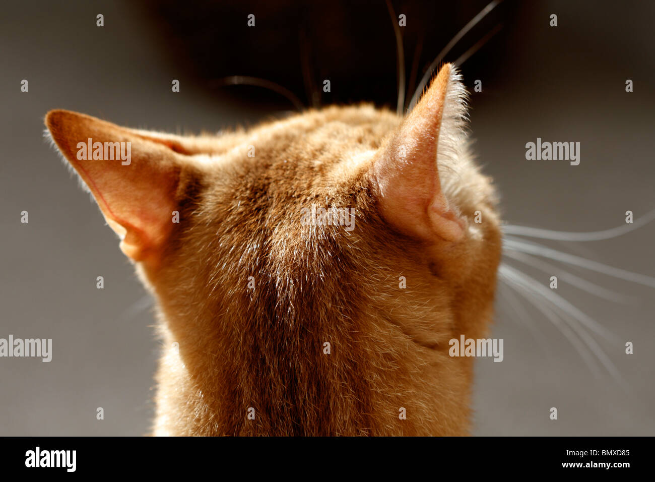 Back of a cats head hi-res stock photography and images - Alamy