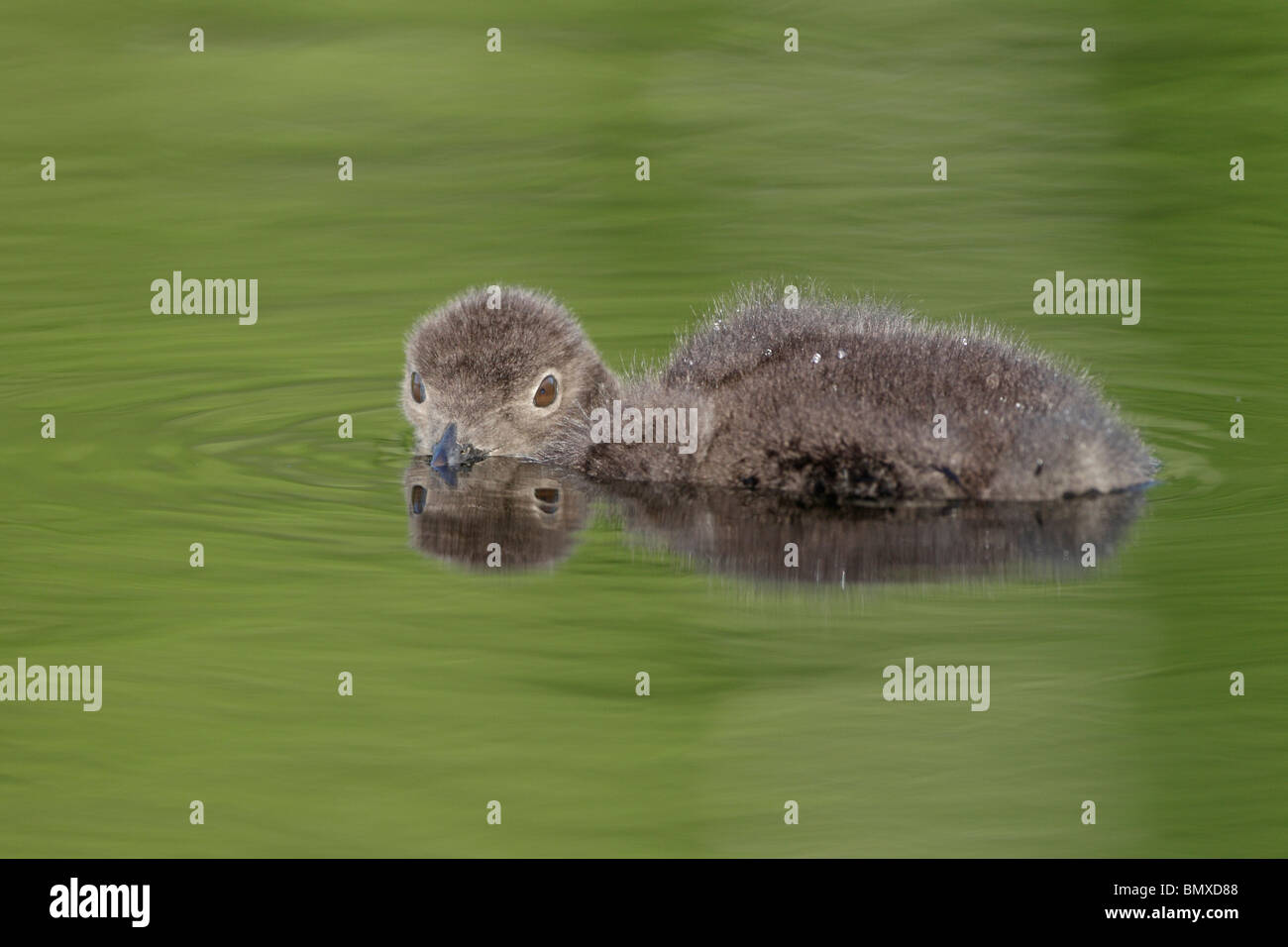 Common Loon chick Stock Photo - Alamy