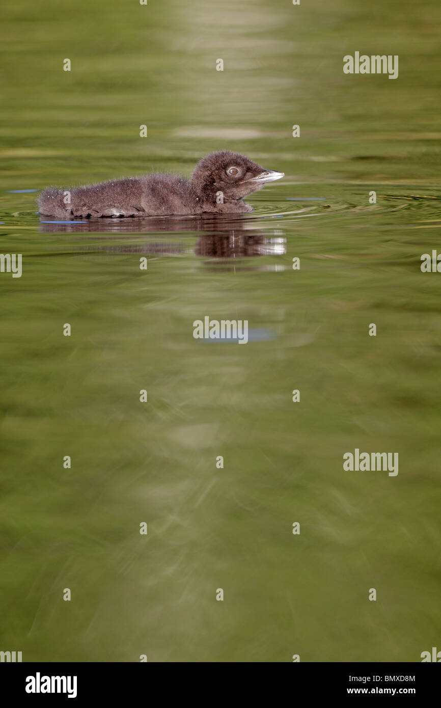 Common Loon chick Stock Photo - Alamy