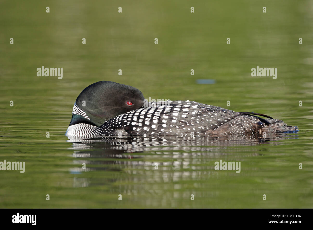 Common Loon asleep Stock Photo - Alamy