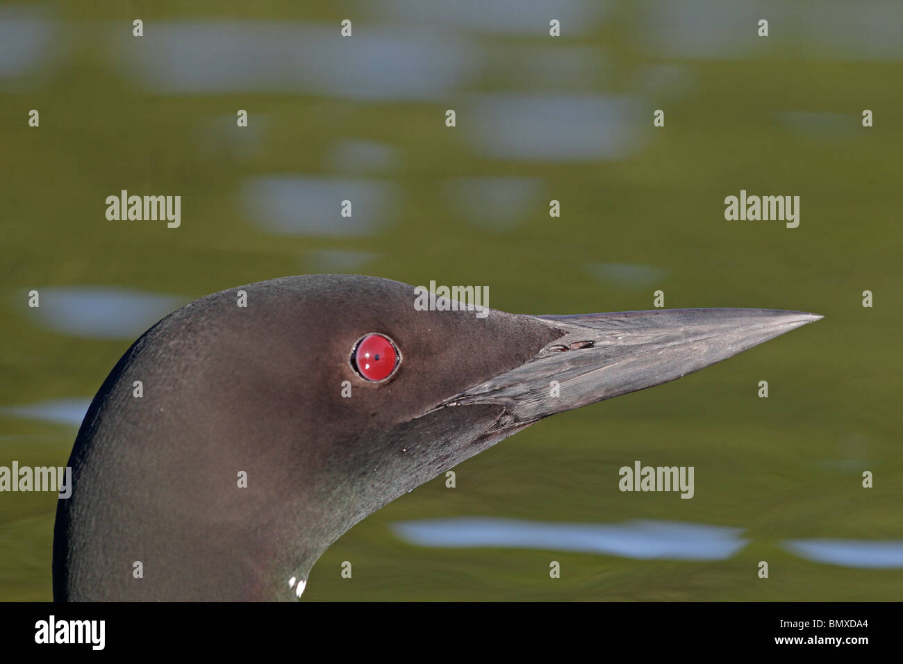 Common Loon head shot Stock Photo - Alamy