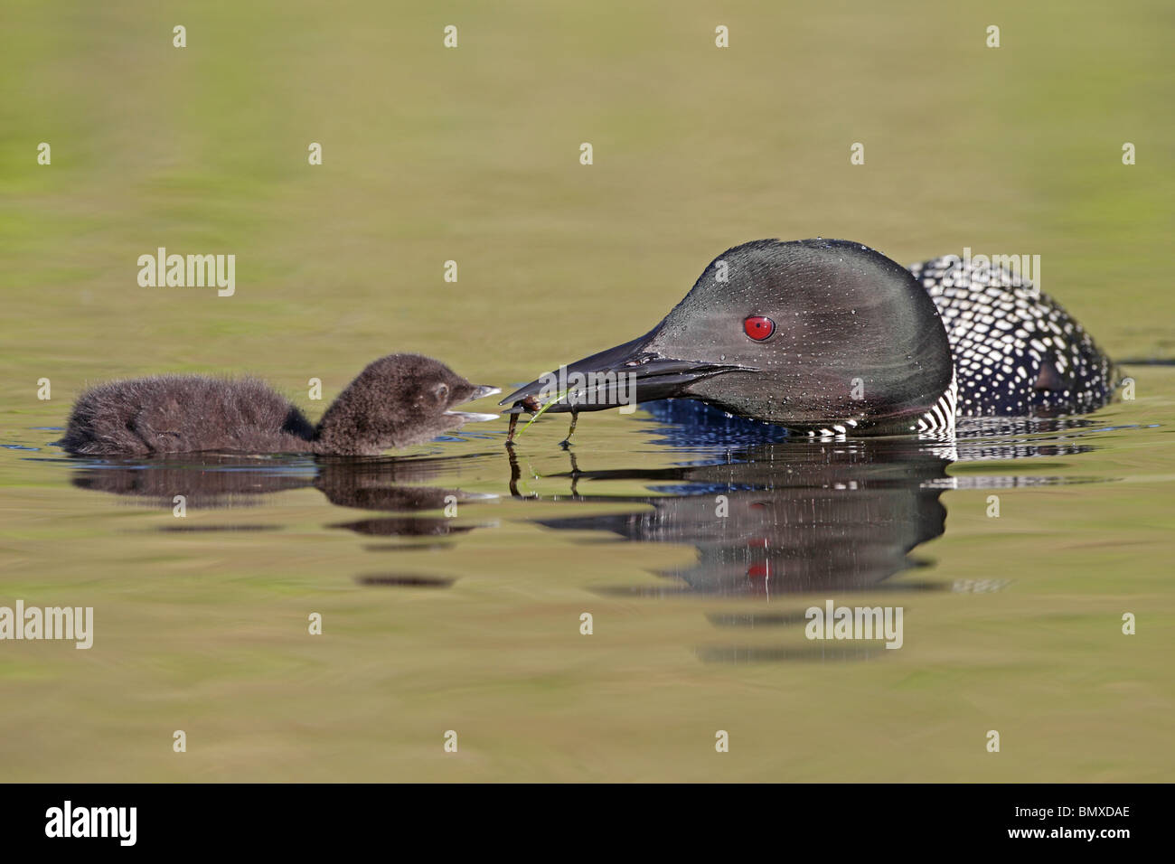 Common loon feeding hi-res stock photography and images - Alamy