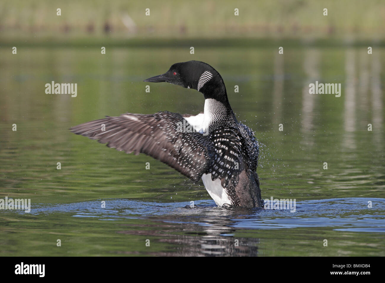Common Loon flapping its wings Stock Photo - Alamy