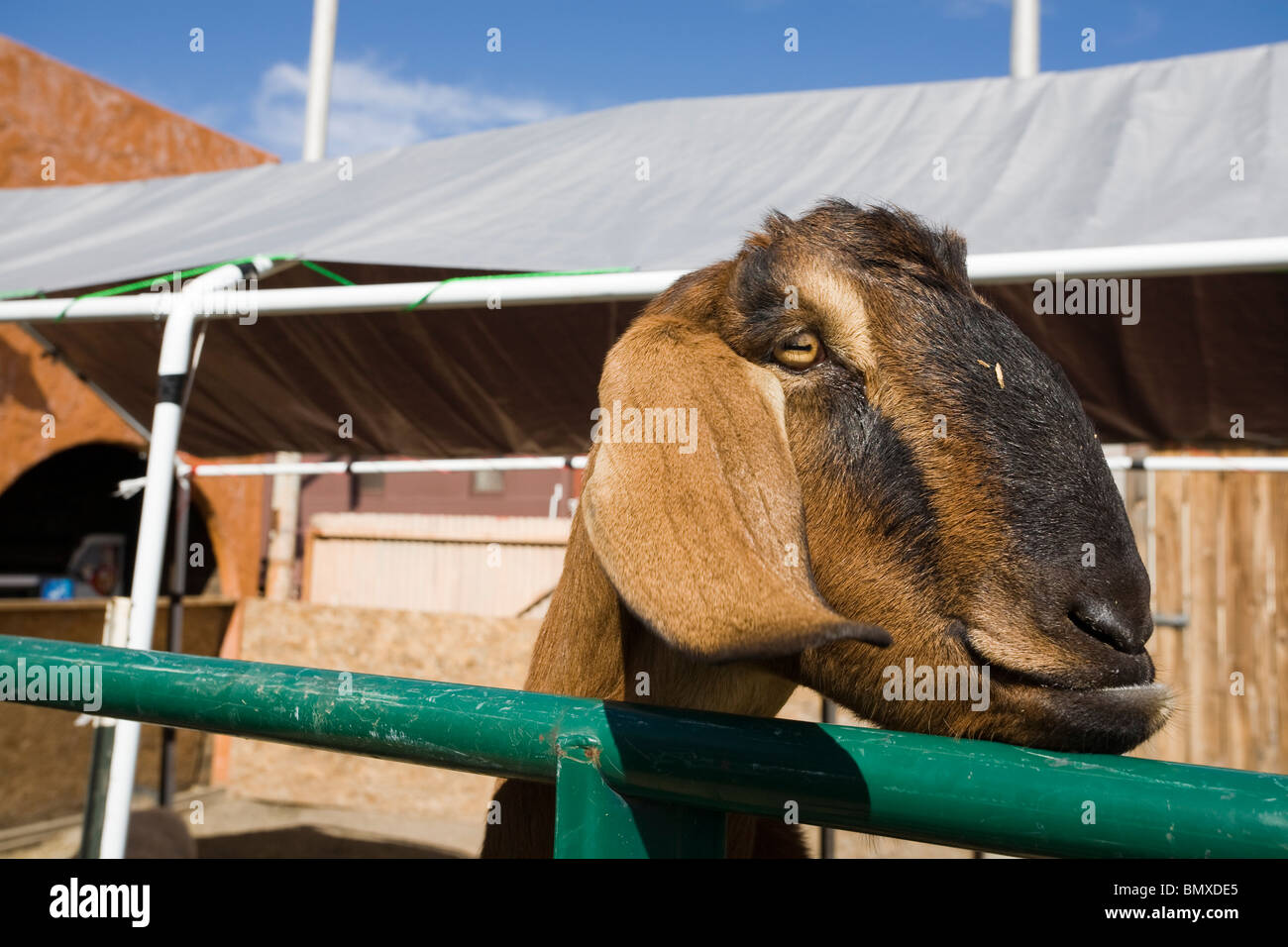 Domestic goat at petting zoo Stock Photo - Alamy