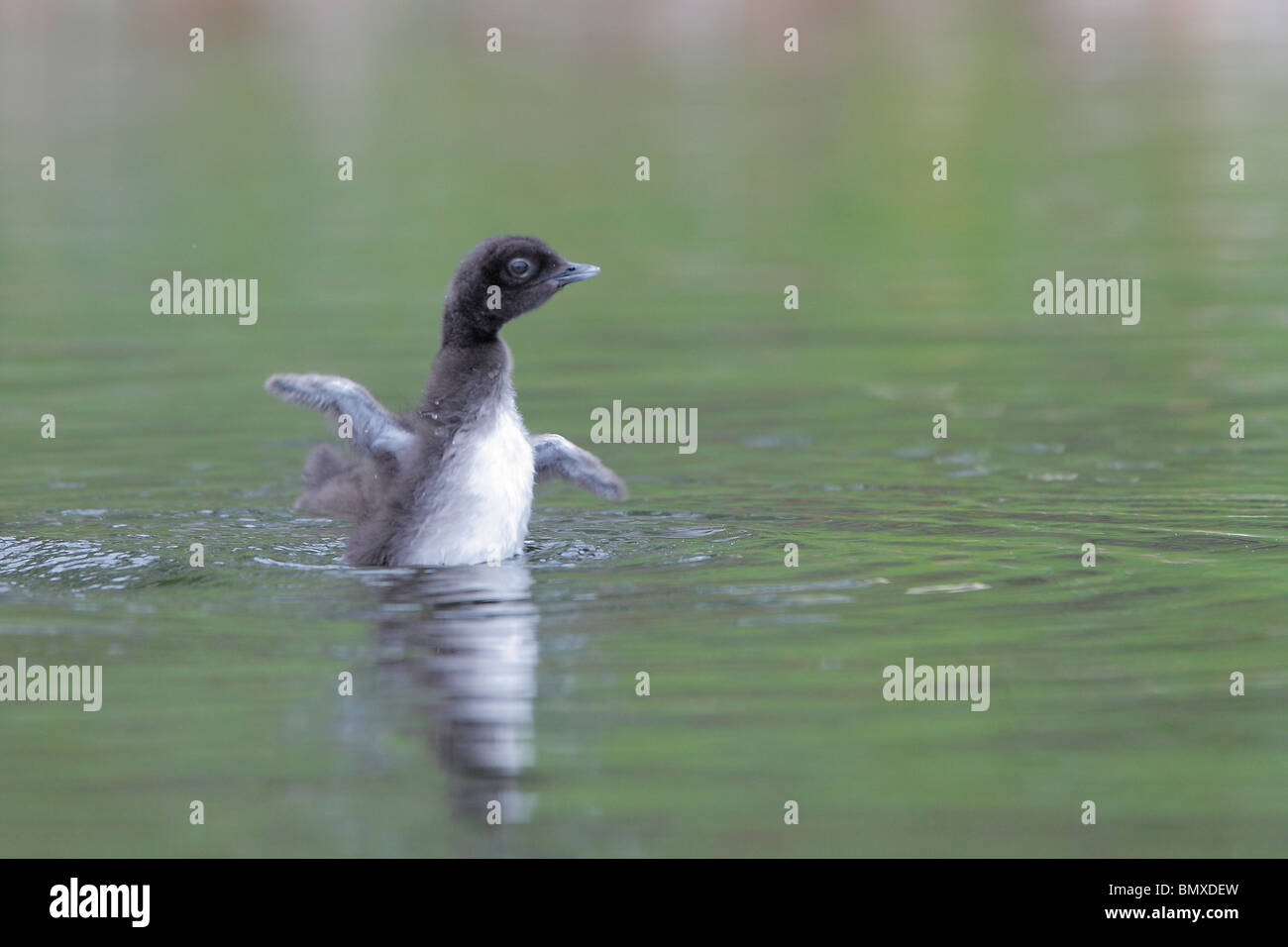 Common Loon chick flapping its wings Stock Photo - Alamy