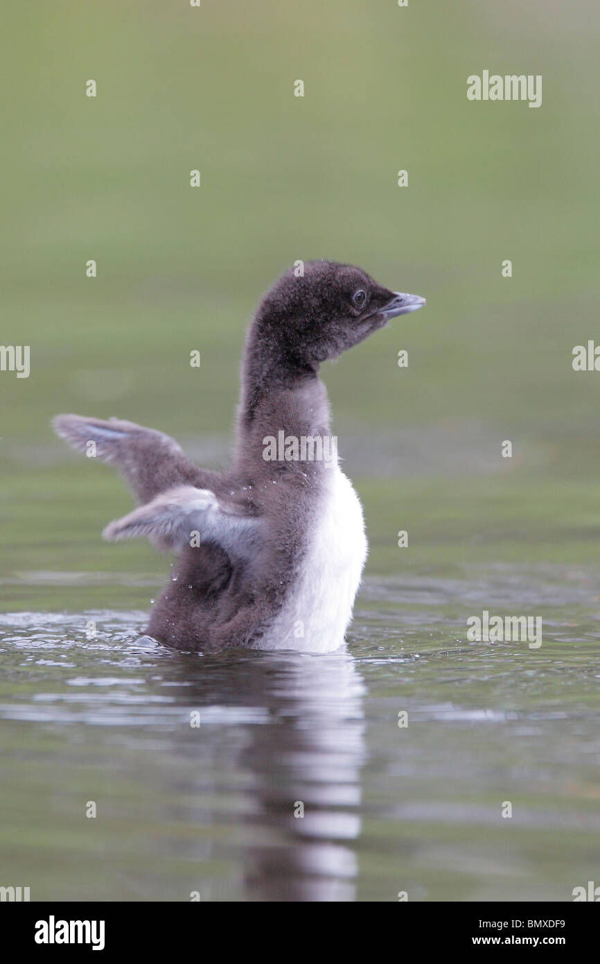 Common Loon chick flapping Stock Photo - Alamy