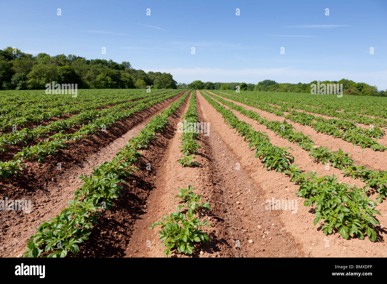 Potato potatos farming field arable hi-res stock photography and images ...