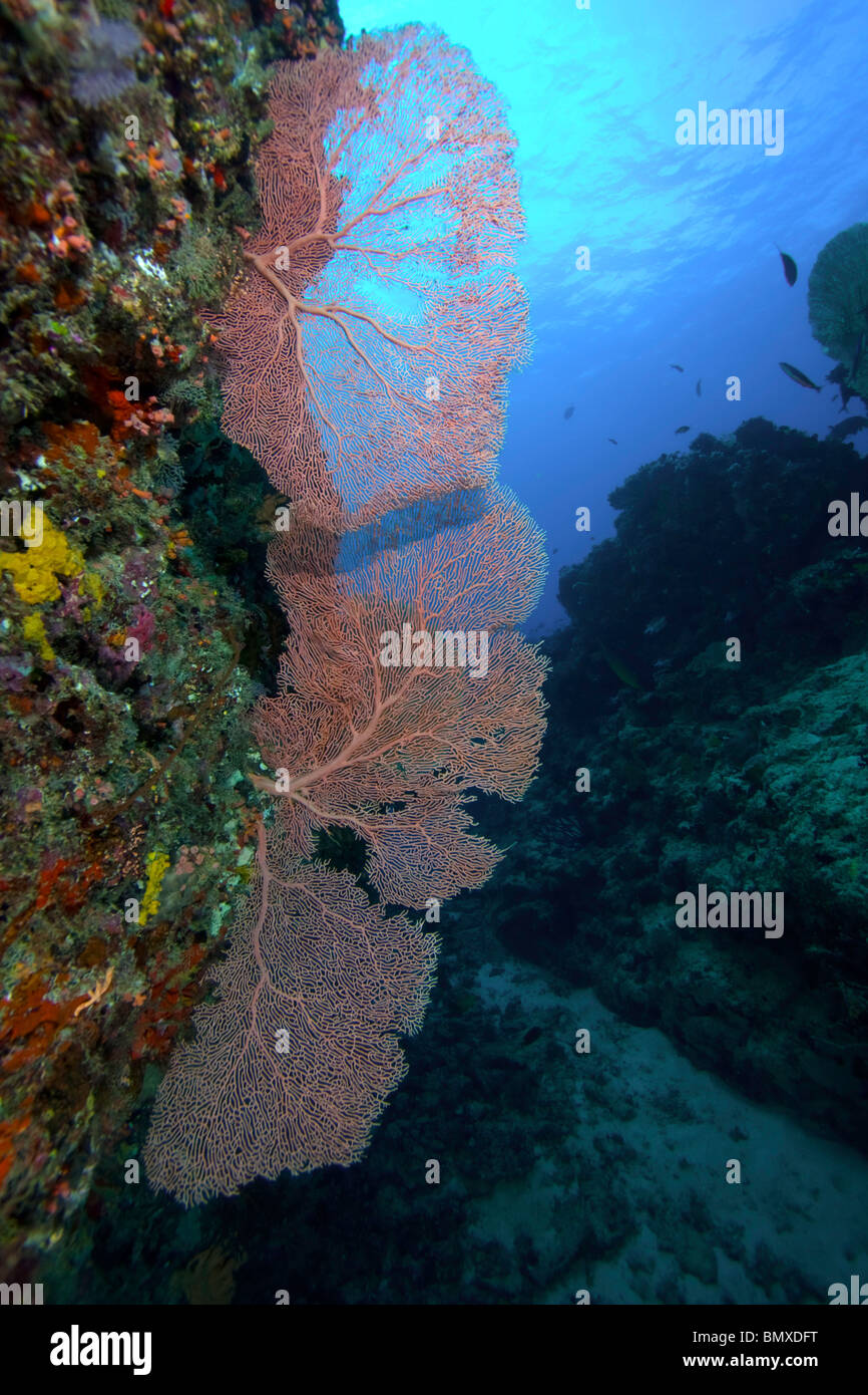 Sea Rod Coral Botanical