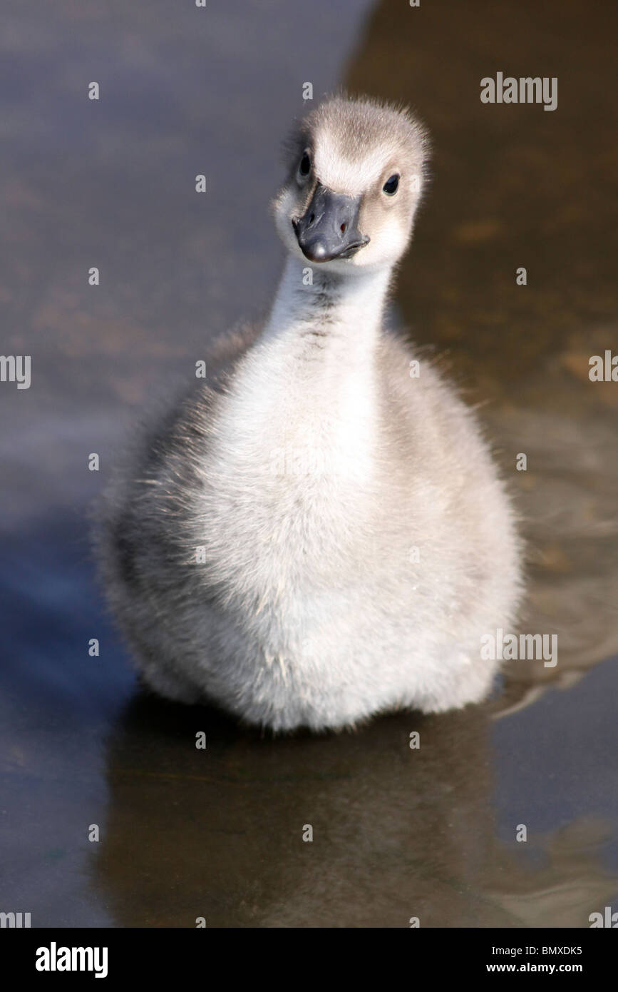 Gosling hi-res stock photography and images - Alamy