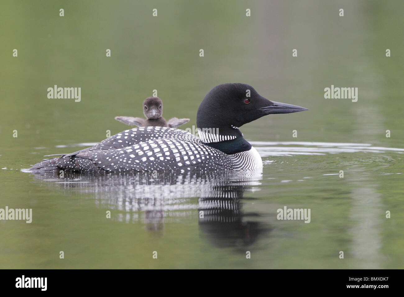 Common loon adult hi-res stock photography and images - Alamy